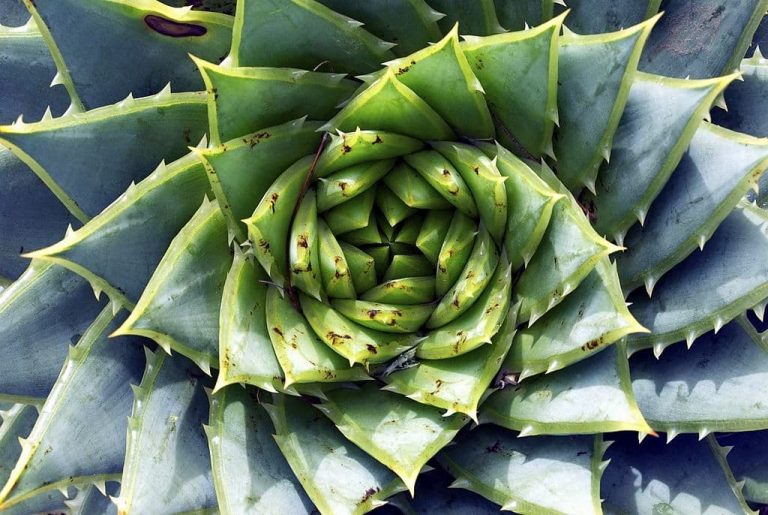 31+ Different Types Of Aloe Plants With Pictures (Identification Guide)