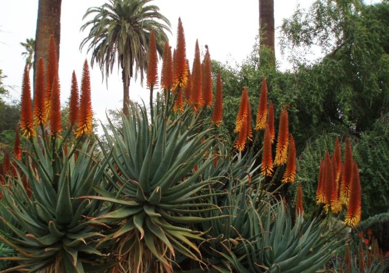 31+ Different Types Of Aloe Plants With Pictures (Identification Guide)