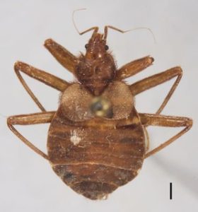9+ Different Types Of Bed Bugs (With Pictures) - Identification Guide