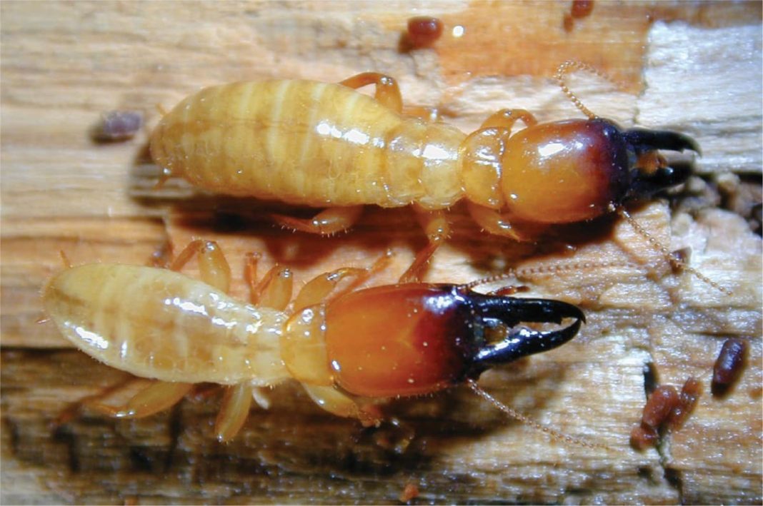 13+ Different Types Of Termites With Pictures (Identification Guide)
