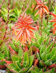 31+ Different Types Of Aloe Plants With Pictures (Identification Guide)
