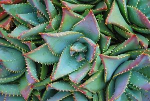 31+ Different Types Of Aloe Plants With Pictures (Identification Guide)