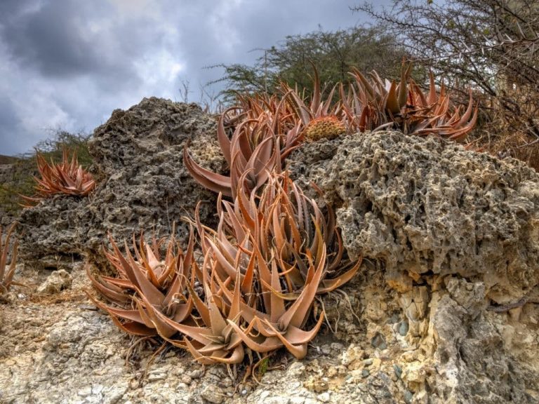 31+ Different Types Of Aloe Plants With Pictures (Identification Guide)