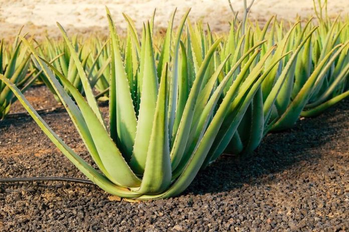 31+ Different Types Of Aloe Plants With Pictures (Identification Guide)