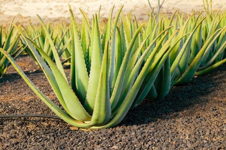 31+ Different Types Of Aloe Plants With Pictures (Identification Guide)