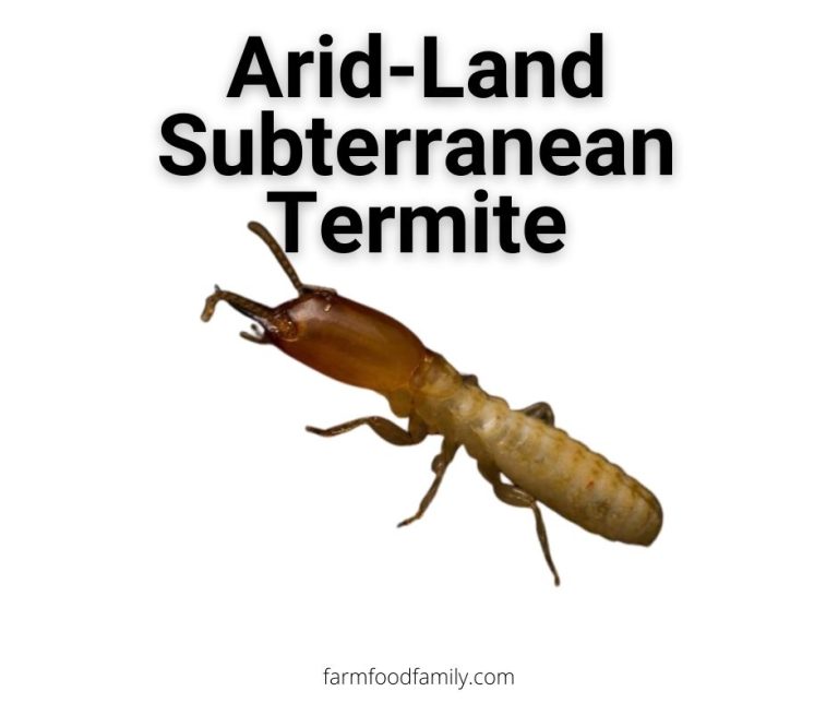 13+ Different Types Of Termites With Pictures (Identification Guide)