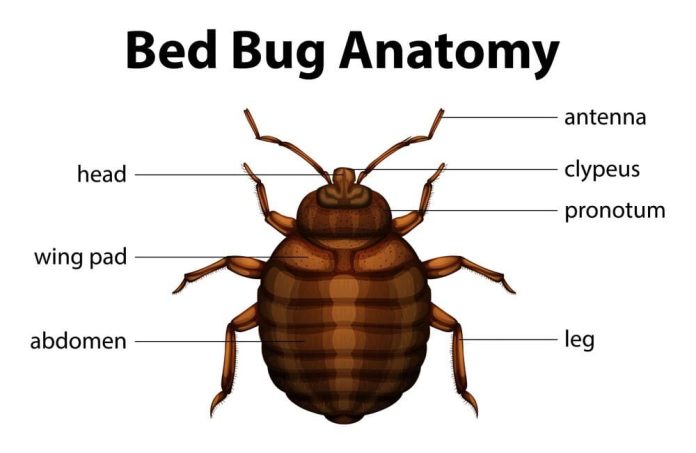 9+ Different Types Of Bed Bugs (With Pictures) – Identification Guide ...