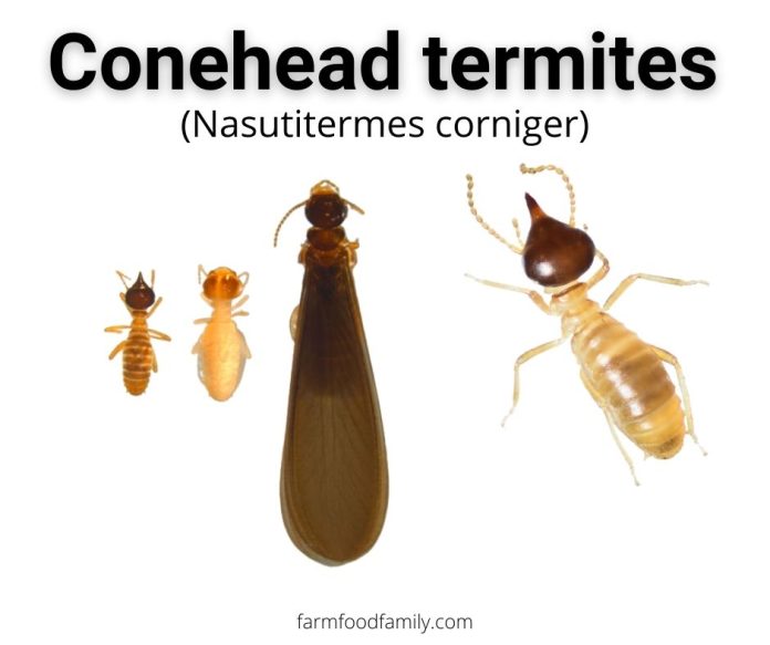 13+ Different Types Of Termites With Pictures (Identification Guide)