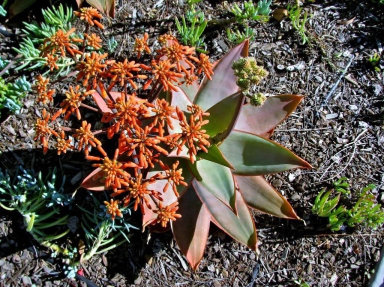 31+ Different Types Of Aloe Plants With Pictures (Identification Guide)