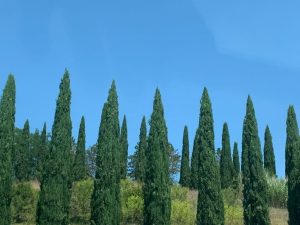 22+ Types Of Cypress Trees With Pictures: Identification, Symbolism