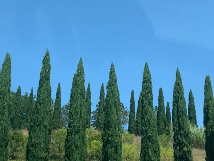 22+ Types Of Cypress Trees With Pictures: Identification, Symbolism