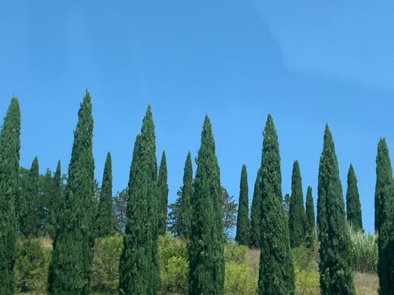 22+ Types Of Cypress Trees With Pictures: Identification, Symbolism