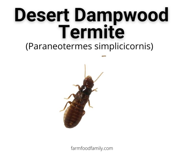 13+ Different Types Of Termites With Pictures (Identification Guide)
