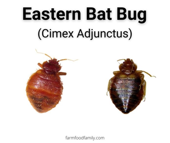 9+ Different Types Of Bed Bugs (With Pictures) - Identification Guide