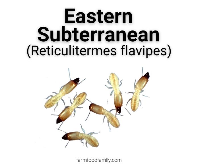 13+ Different Types Of Termites With Pictures (Identification Guide)