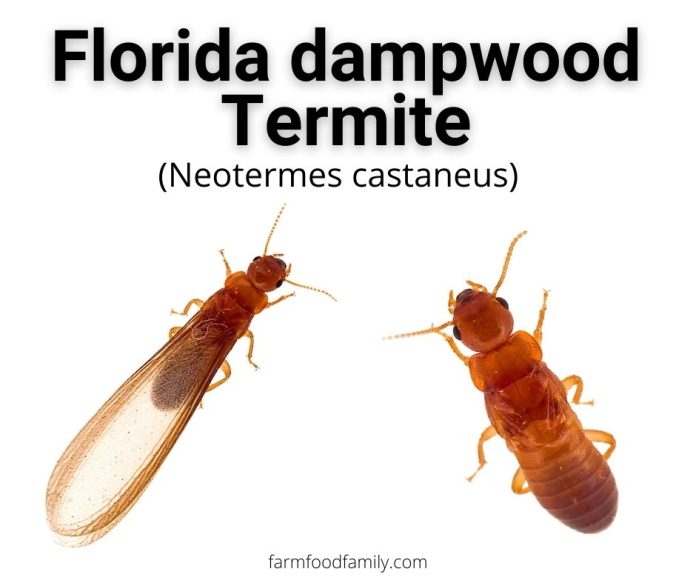 13+ Different Types Of Termites With Pictures (Identification Guide)