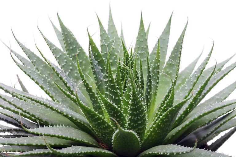 31+ Different Types Of Aloe Plants With Pictures (Identification Guide)
