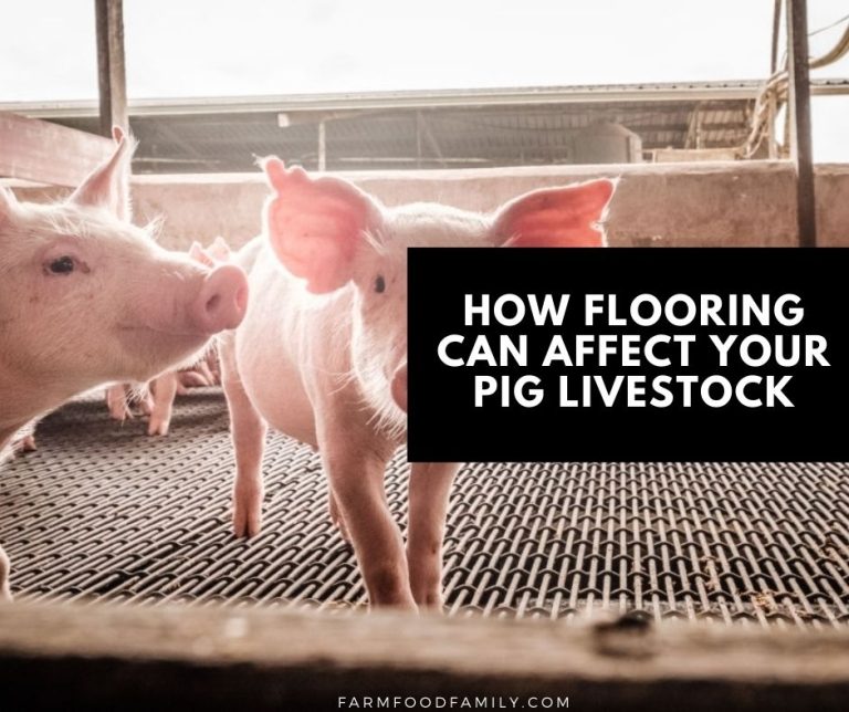 How Flooring Can Affect Your Pig Livestock - FarmFoodFamily