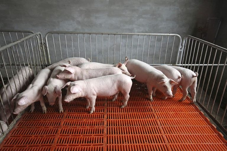 How Flooring Can Affect Your Pig Livestock - FarmFoodFamily