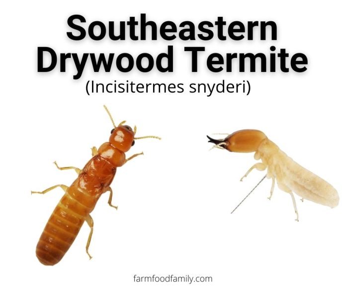 13+ Different Types Of Termites With Pictures (Identification Guide)
