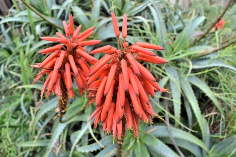 31+ Different Types Of Aloe Plants With Pictures (Identification Guide)