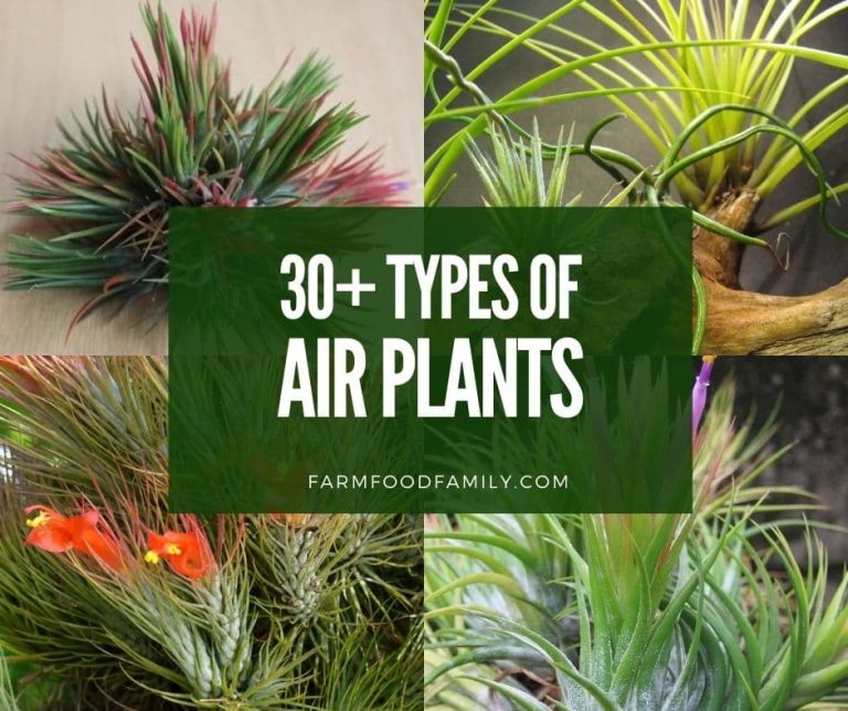 30+ Different Types Of Air Plants (Tillandsia spp.) With Pictures