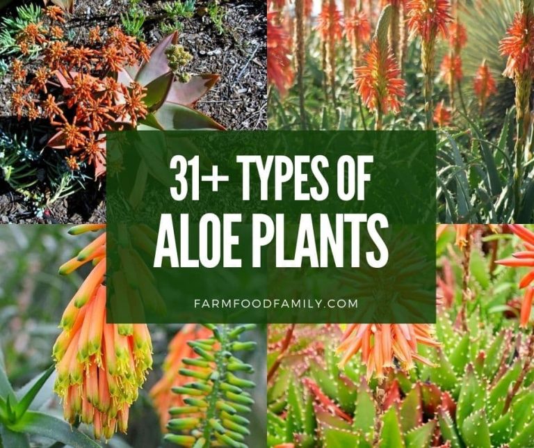 31+ Different Types Of Aloe Plants With Pictures (Identification Guide)