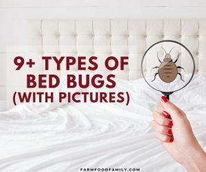 9+ Different Types Of Bed Bugs (With Pictures) - Identification Guide