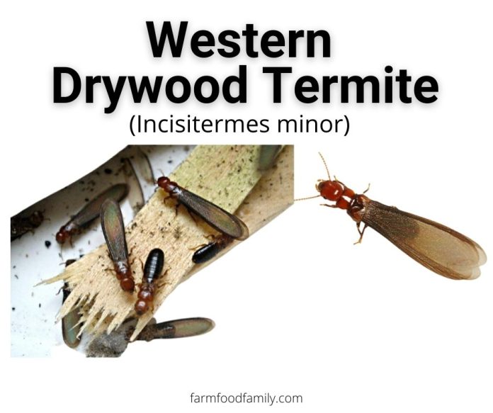 13+ Different Types Of Termites With Pictures (Identification Guide)