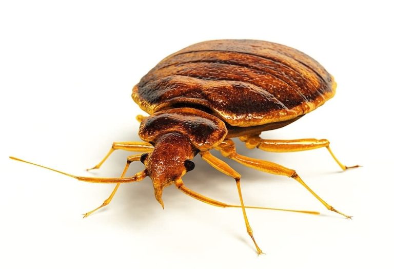 9+ Different Types Of Bed Bugs (With Pictures) – Identification Guide ...