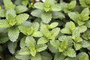 29+ Different Types Of Mint Plants With Pictures (Identification Guide)