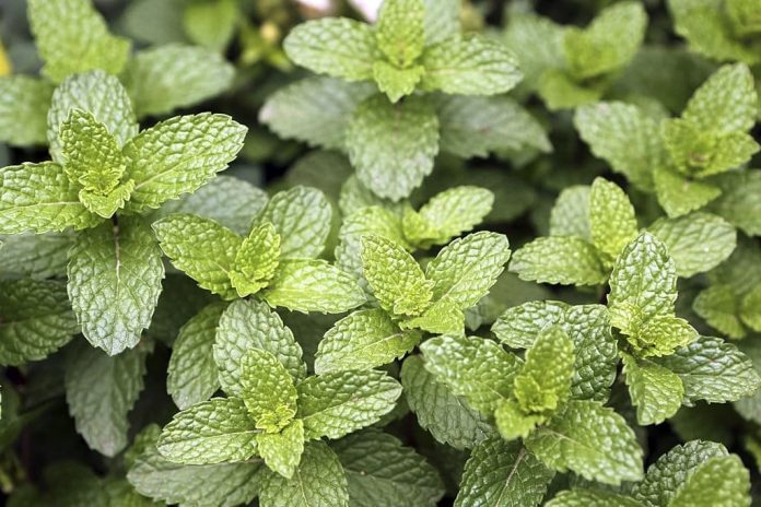 29+ Different Types Of Mint Plants With Pictures (Identification Guide)