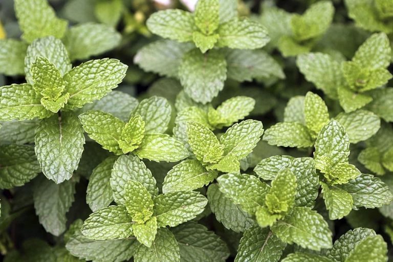 29+ Different Types Of Mint Plants With Pictures (Identification Guide)