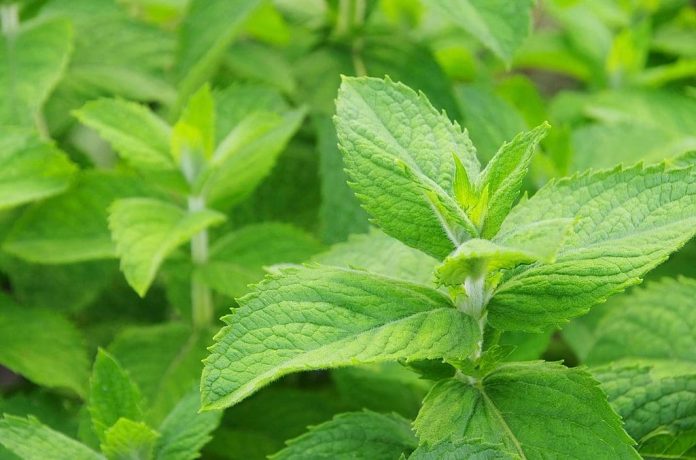 29+ Different Types Of Mint Plants With Pictures (Identification Guide)