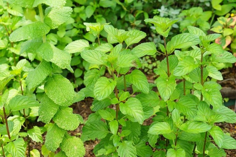 29+ Different Types Of Mint Plants With Pictures (Identification Guide)