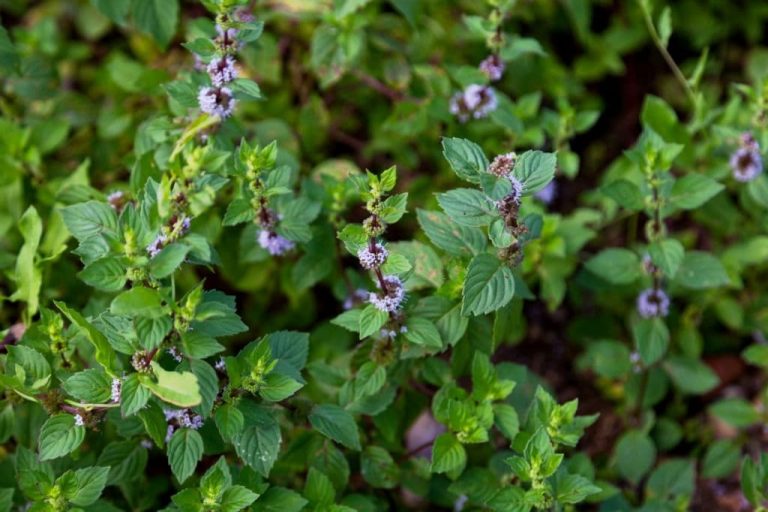 29+ Different Types Of Mint Plants With Pictures (Identification Guide)