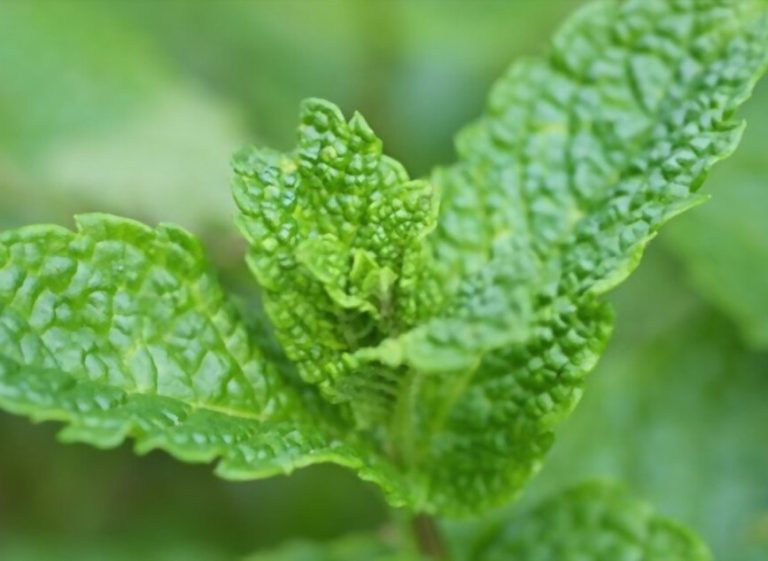 29+ Different Types Of Mint Plants With Pictures (Identification Guide)