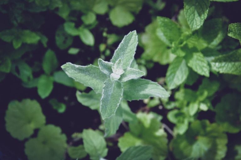 29+ Different Types Of Mint Plants With Pictures (Identification Guide)