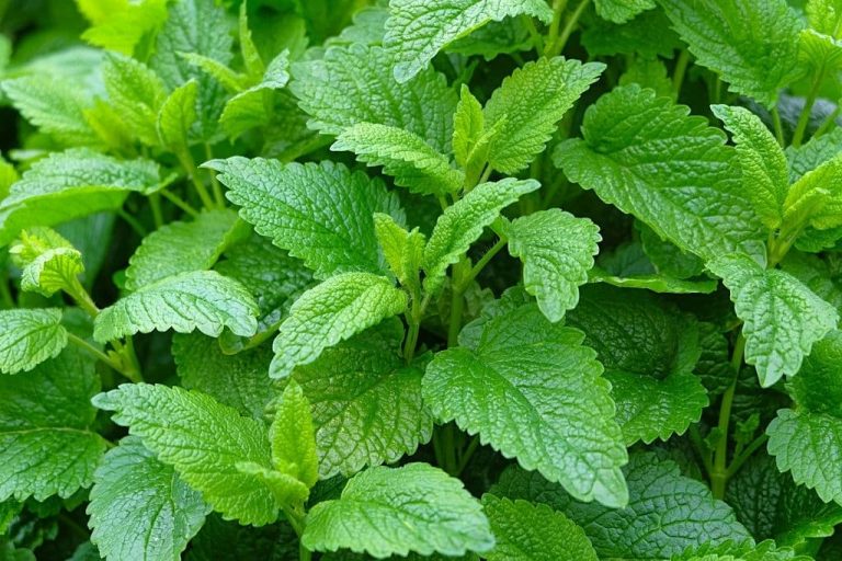 29+ Different Types Of Mint Plants With Pictures (Identification Guide)