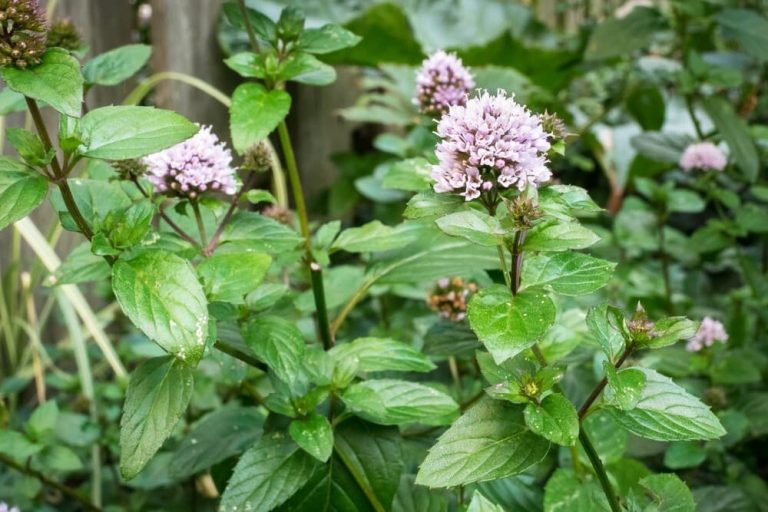 29+ Different Types Of Mint Plants With Pictures (Identification Guide)