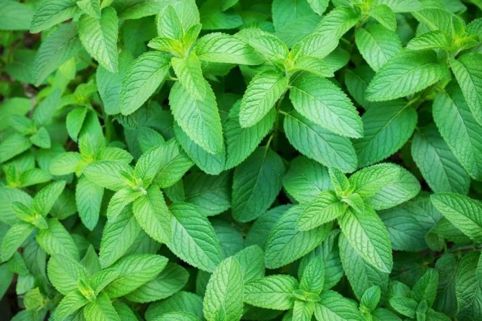 29+ Different Types Of Mint Plants With Pictures (Identification Guide)