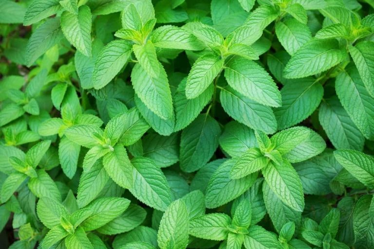29+ Different Types Of Mint Plants With Pictures (Identification Guide)