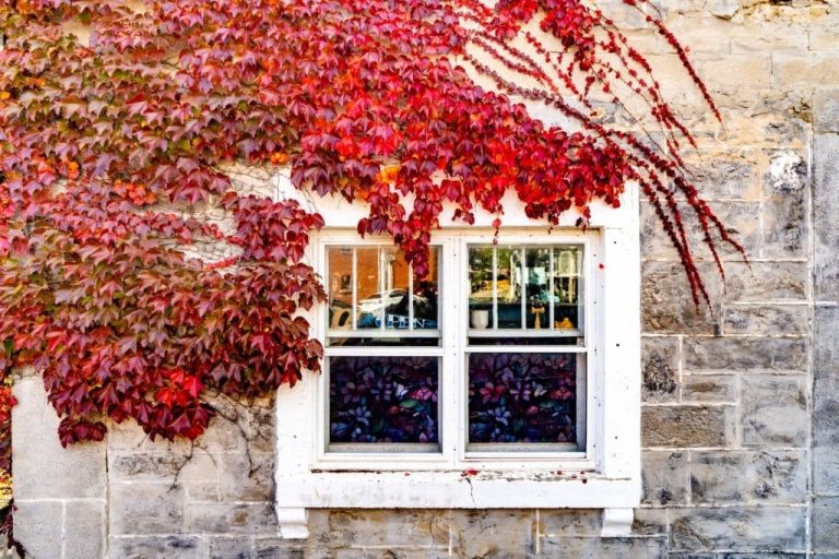 34+ Different Types Of Windows (Styles, Frames) With Pictures