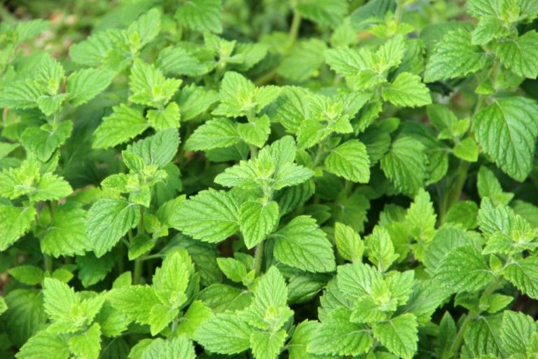 29+ Different Types Of Mint Plants With Pictures (Identification Guide)