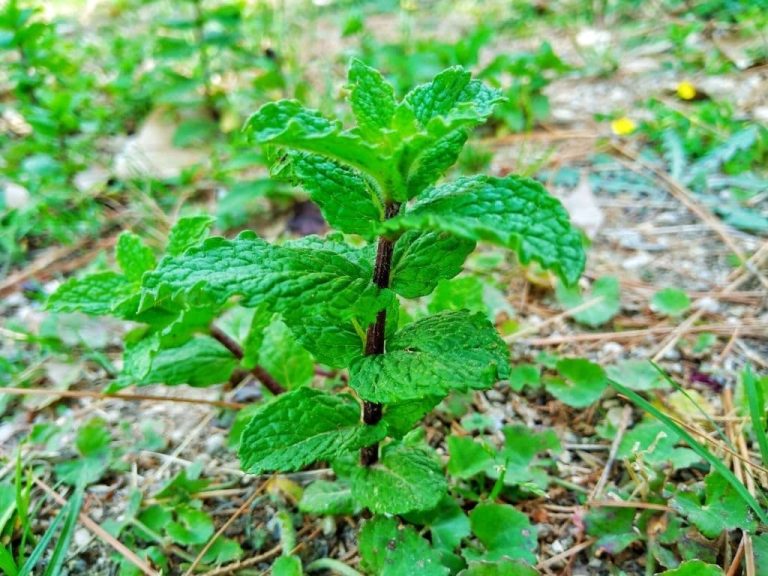 29+ Different Types Of Mint Plants With Pictures (Identification Guide)