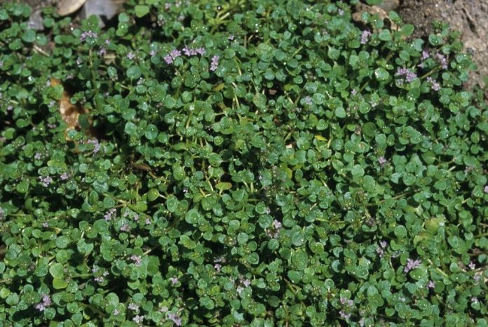 29+ Different Types Of Mint Plants With Pictures (Identification Guide)