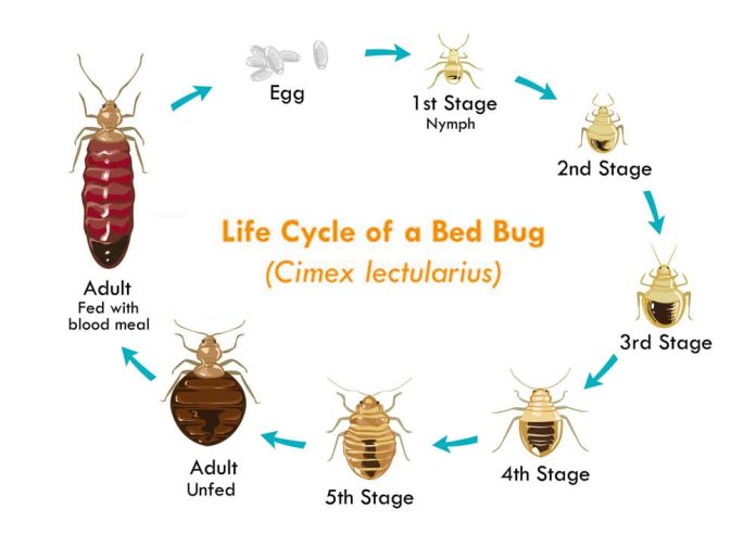 How Big is a Bed Bug? (Sizes At Different Life Stages) - FarmFoodFamily