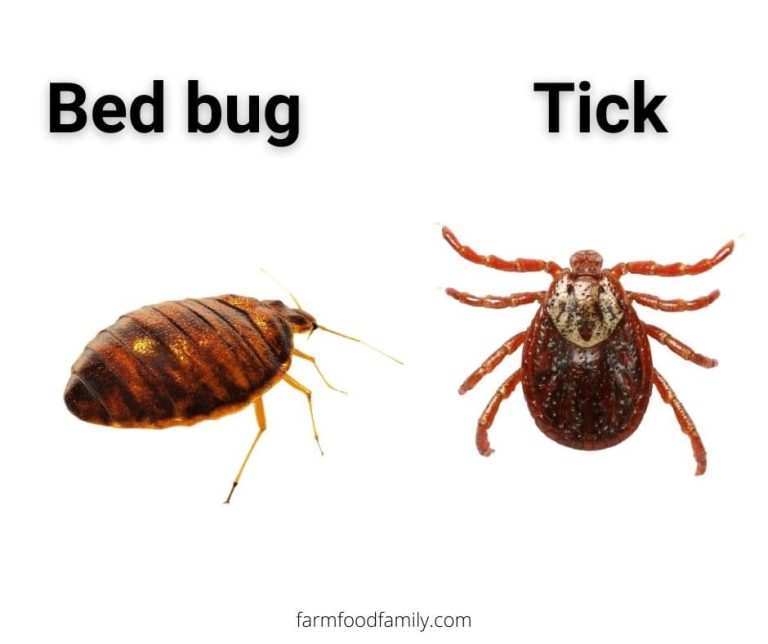 Bed Bugs Vs. Ticks Side By Side: Similarities and Differences (Photos)