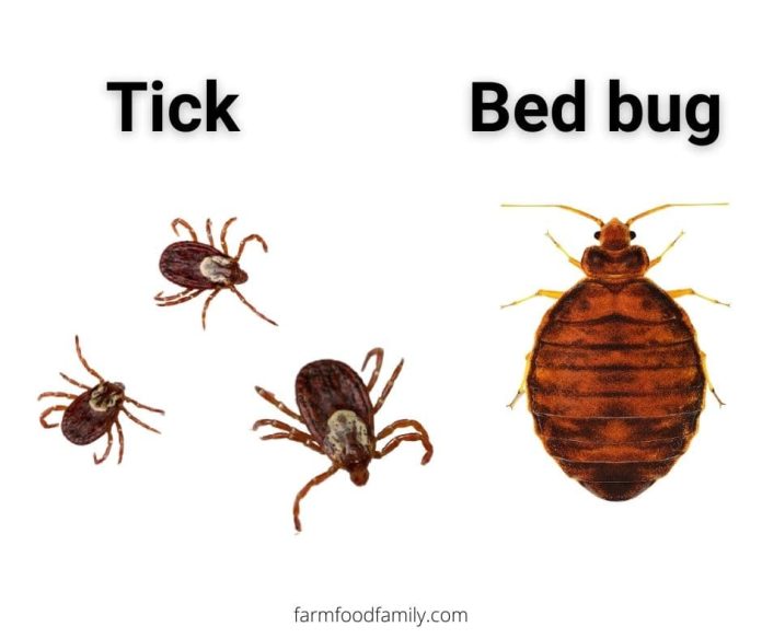 Bed Bugs Vs. Ticks Side By Side: Similarities and Differences (Photos)