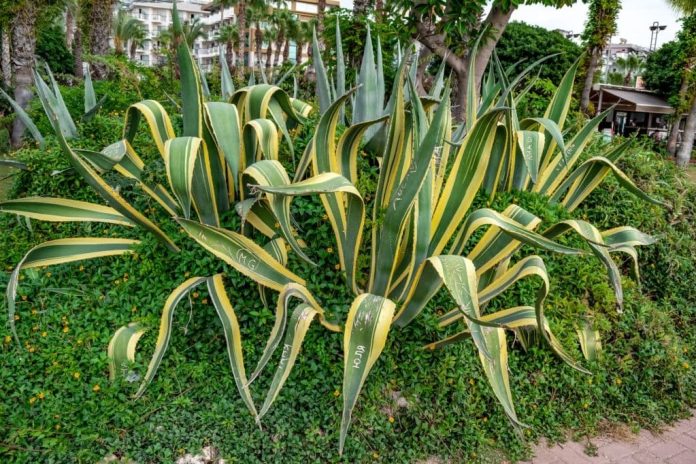 22+ Different Types of Agave Plants: Which One is Right for You? (Photos)